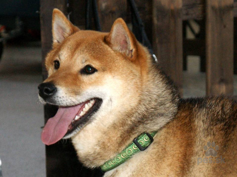 ŠIBA INU | Špice a primitívne typy | Pes.sk