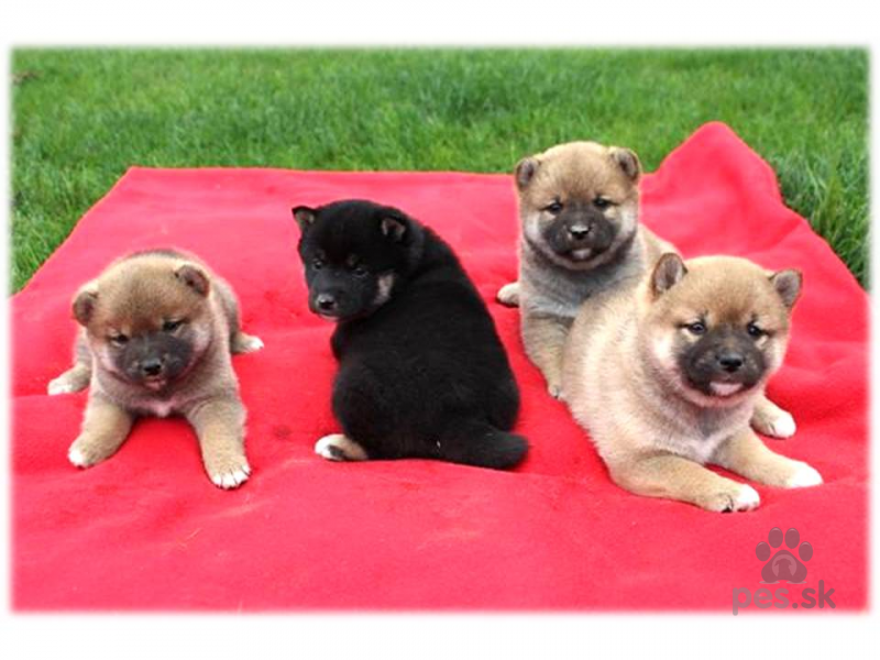 ŠIBA INU | Špice a primitívne typy | Pes.sk