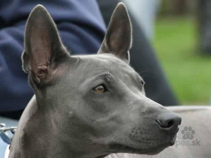 THAJSKÝ RIDGEBACK | Špice a primitívne typy | Pes.sk