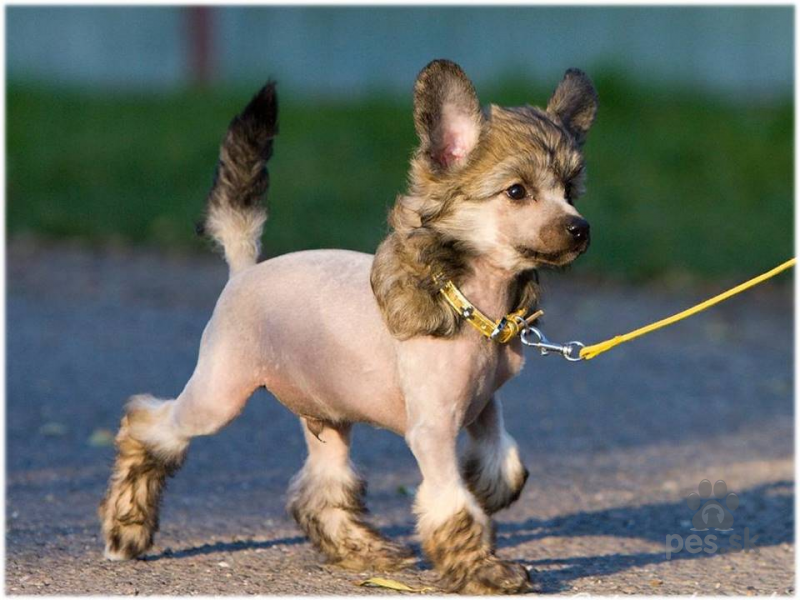 ČÍNSKY CHOCHOLATÝ PES | Spoločenské a sprievodné psy | Pes.sk