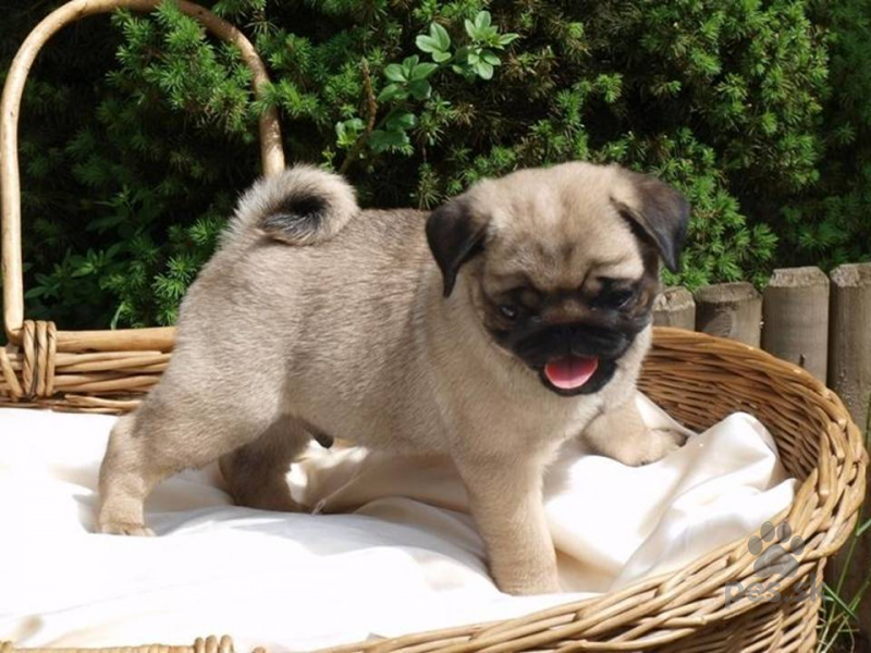 MOPS | Spoločenské a sprievodné psy | Pes.sk