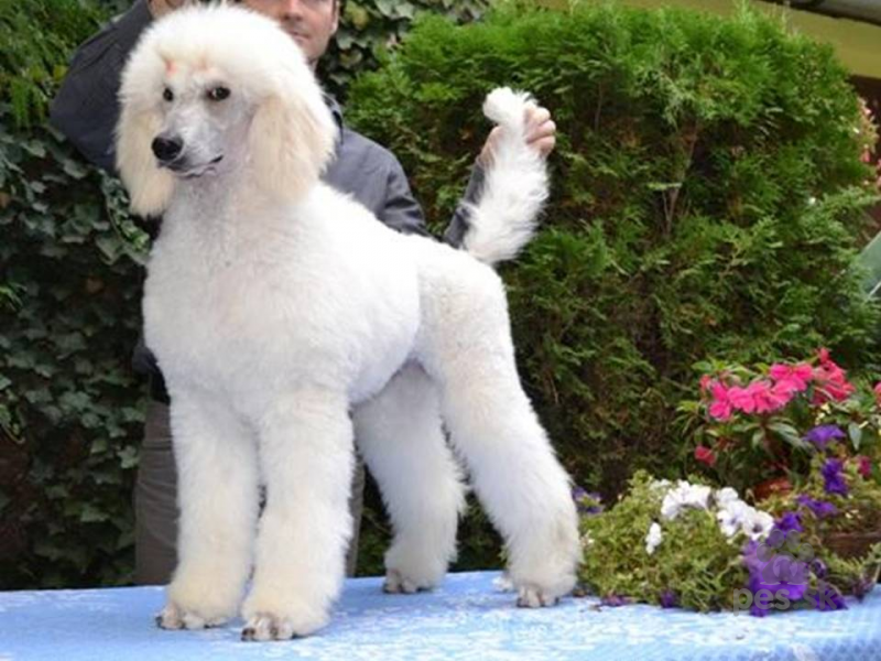 PUDEL VEĽKÝ | Spoločenské a sprievodné psy | Pes.sk