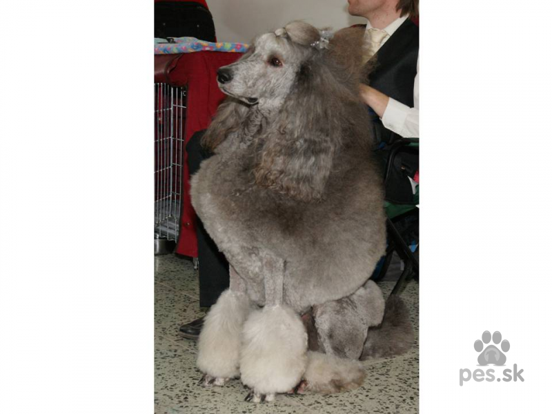 PUDEL VEĽKÝ | Spoločenské a sprievodné psy | Pes.sk