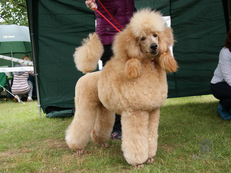 PUDEL VEĽKÝ | Spoločenské a sprievodné psy | Pes.sk