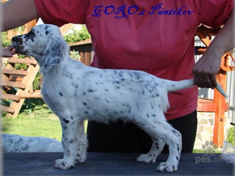 ANGLICKÝ SETER | Stavače | Pes.sk