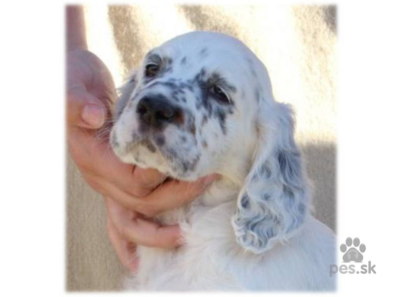 ANGLICKÝ SETER | Stavače | Pes.sk