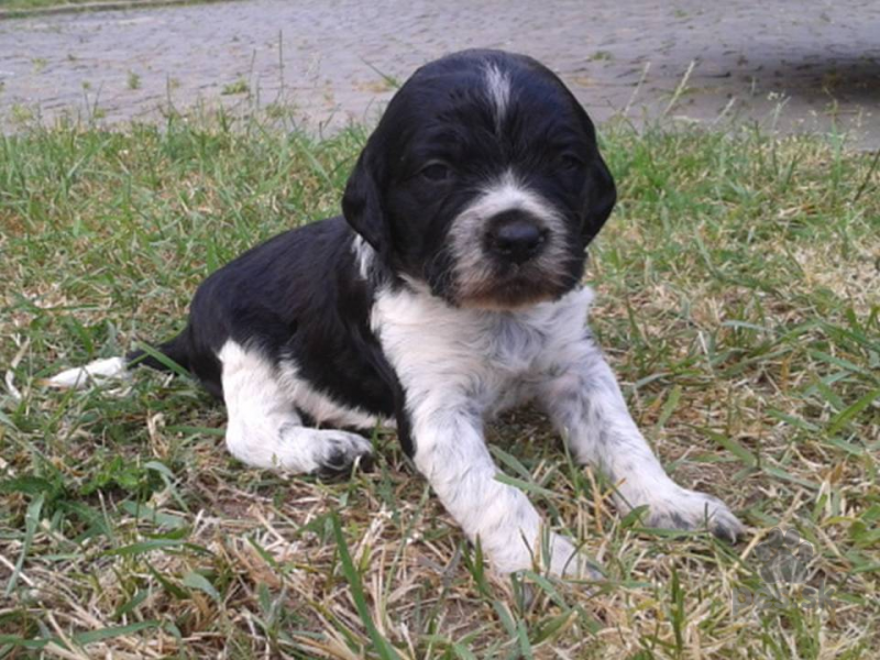 BRETÓNSKY STAVAČ | Stavače | Pes.sk