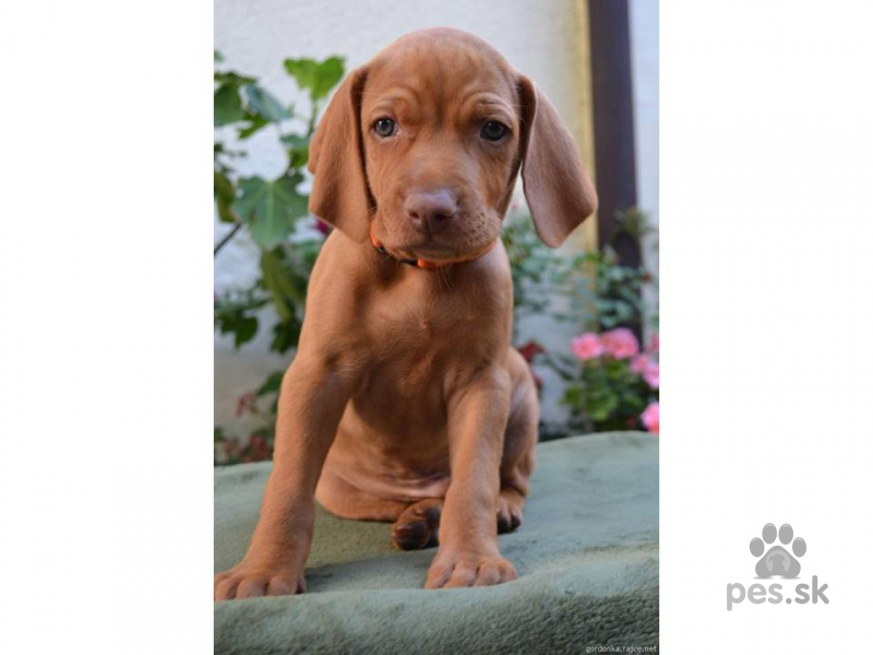 MAĎARSKÝ STAVAČ KRÁTKOSRSTÝ | Stavače | Pes.sk