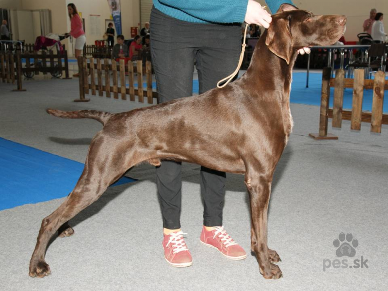 NEMECKÝ KRÁTKOSRSTÝ STAVAČ | Stavače | Pes.sk