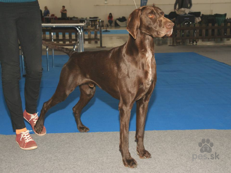 NEMECKÝ KRÁTKOSRSTÝ STAVAČ | Stavače | Pes.sk