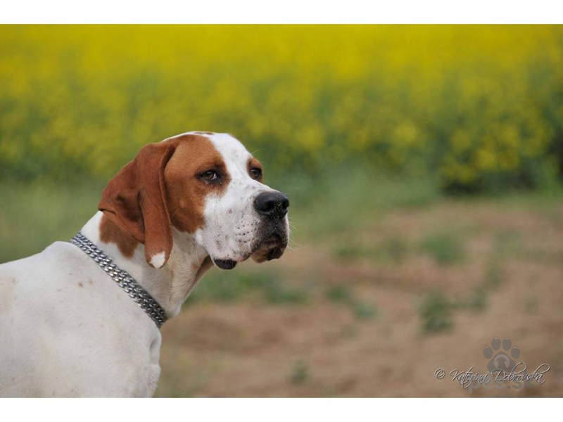 POINTER | Stavače | Pes.sk