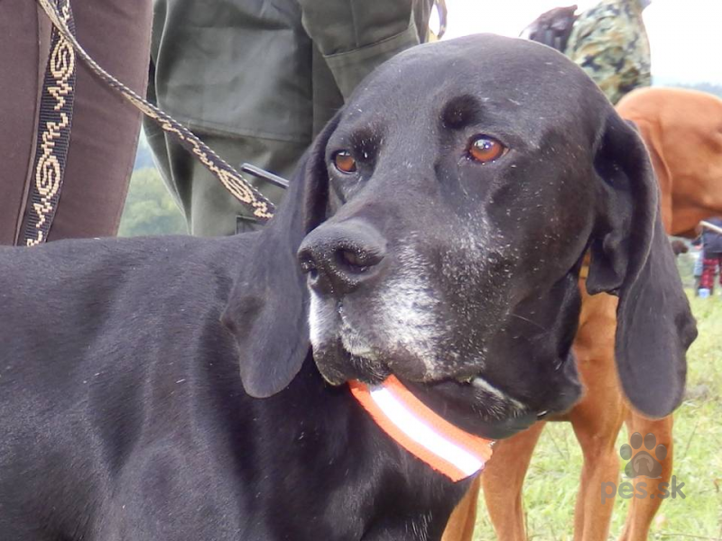 POINTER | Stavače | Pes.sk