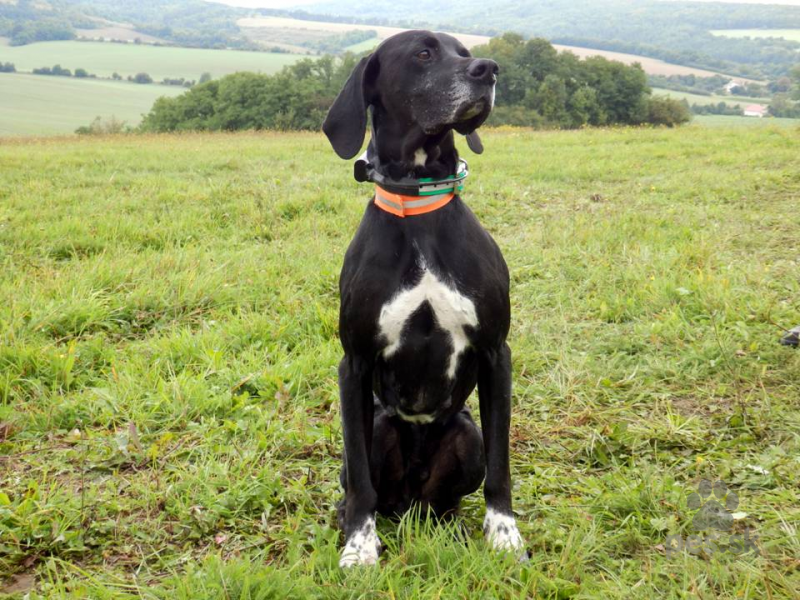 POINTER | Stavače | Pes.sk