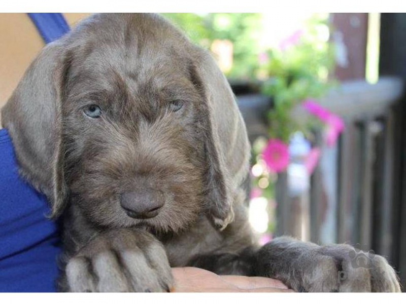 SLOVENSKÝ HRUBOSRSTÝ STAVAČ | Stavače | Pes.sk