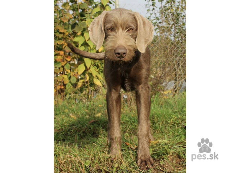 SLOVENSKÝ HRUBOSRSTÝ STAVAČ | Stavače | Pes.sk