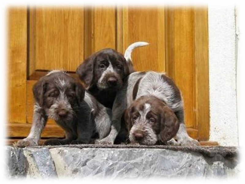 TALIANSKÝ SPINONE | Stavače | Pes.sk