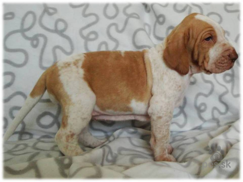 TALIANSKÝ STAVAČ | Stavače | Pes.sk