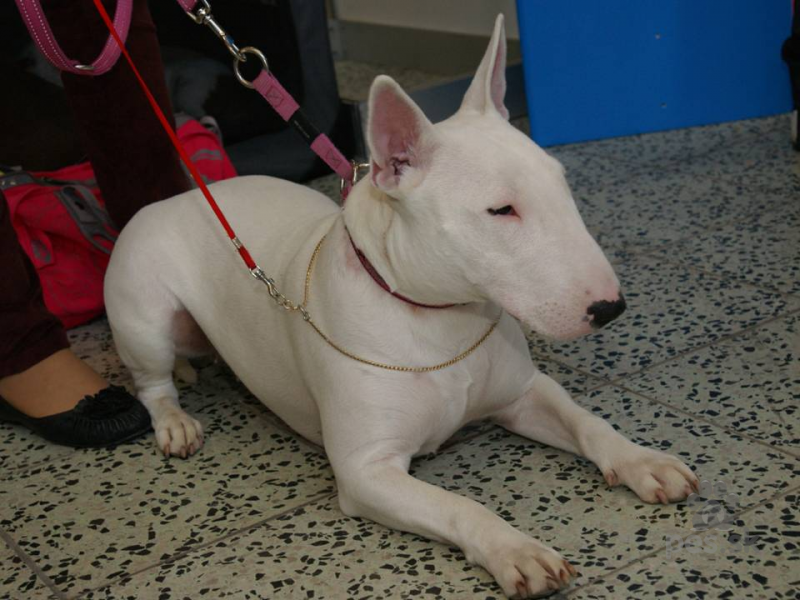 BULTERIÉR | Teriéry | Pes.sk