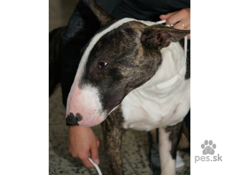 BULTERIÉR | Teriéry | Pes.sk