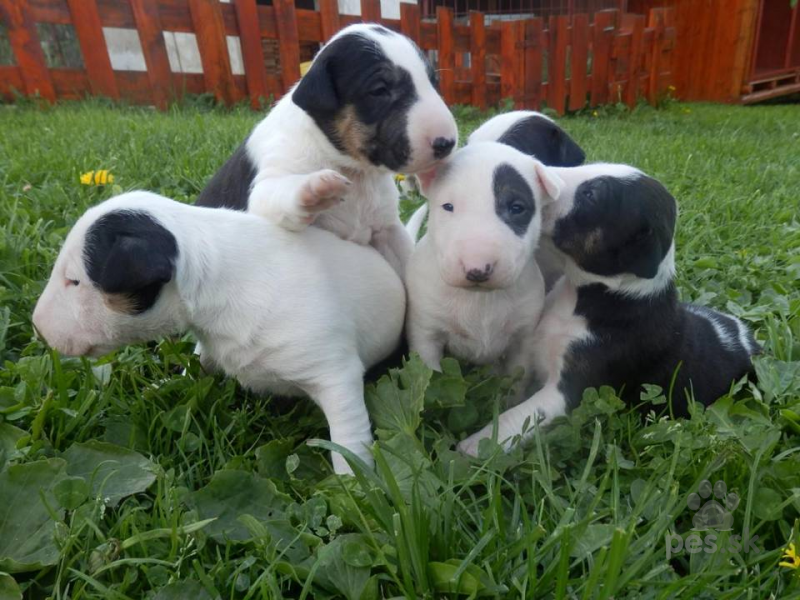 BULTERIÉR | Teriéry | Pes.sk