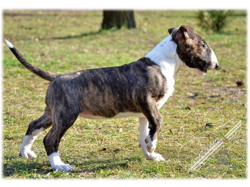 BULTERIÉR | Teriéry | Pes.sk