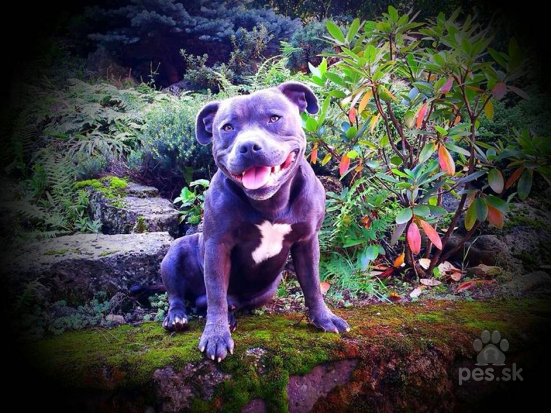 STAFORDŠÍRSKY BULTERIÉR | Teriéry | Pes.sk