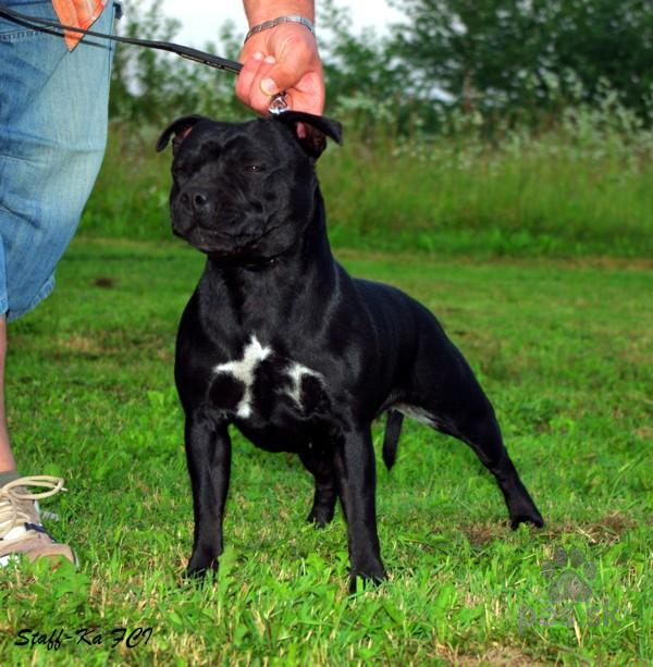 STAFORDŠÍRSKY BULTERIÉR | Teriéry | Pes.sk