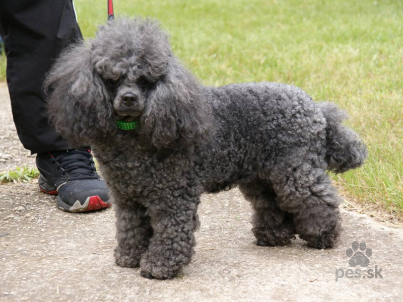 PUDEL TOY | Spoločenské a sprievodné psy | Pes.sk