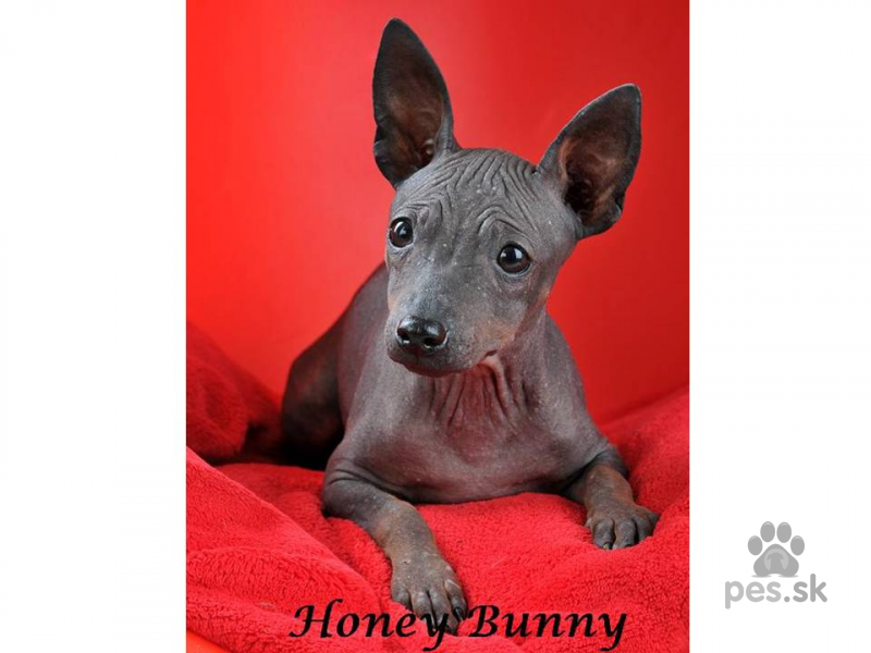 AMERICKÝ BEZSRSTÝ TERIÉR | Neuznané plemená a krížence | Pes.sk