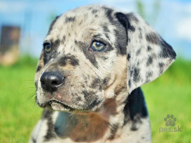 LOUISIANSKÝ LEOPARDÍ PES | Neuznané plemená a krížence | Pes.sk