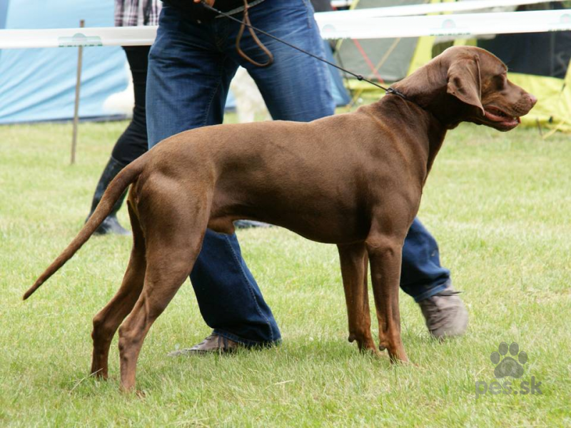 LOUISIANSKÝ LEOPARDÍ PES | Neuznané plemená a krížence | Pes.sk