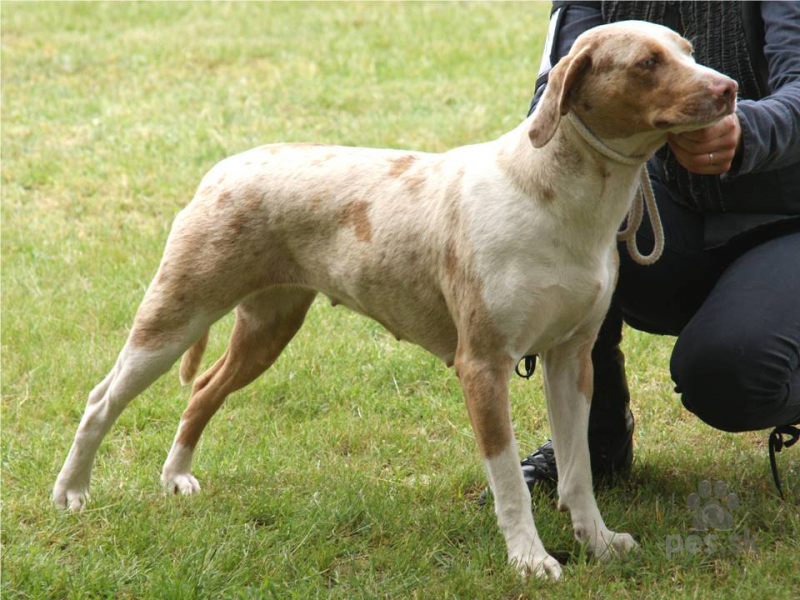 LOUISIANSKÝ LEOPARDÍ PES | Neuznané plemená a krížence | Pes.sk