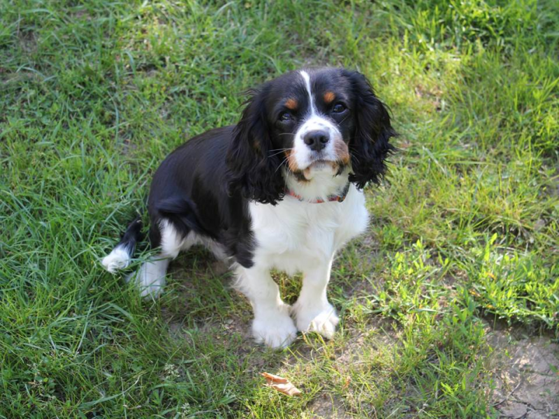 Stratil sa psík Cavalier King Charles španiel | Pes.sk - Najlepší ...