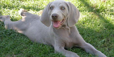 WEIMARSKÝ STAVAČ | Stavače | Pes.sk