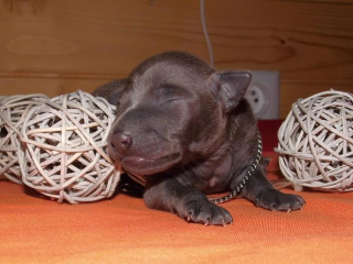 Taliansky chrtík predaj - Predám psa TALIANSKÝ CHRTÍK | Pes.sk