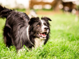 BORDER KÓLIA | Ovčiaky a pastierske psy | Pes.sk