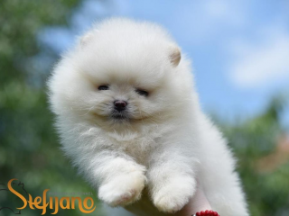 Pes.sk - Najlepší portál o Vašich miláčikoch