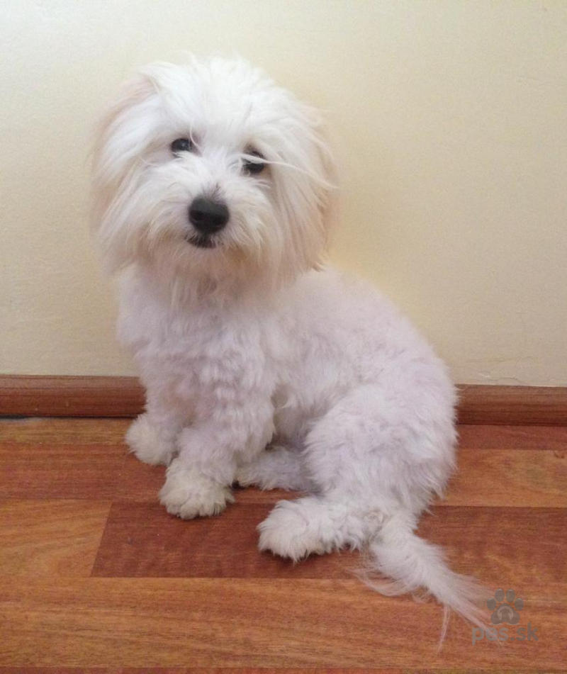 Coton de Tuléar - bavlnka s PP - Predám psa COTON DE TULEAR | Pes.sk