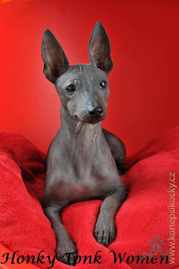 americký bezsrstý teriér - Predám psa AMERICKÝ BEZSRSTÝ TERIÉR | Pes.sk