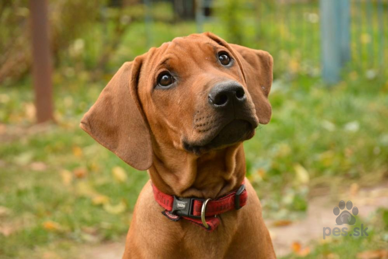 Šteniatka Rhodesian Ridgeback s PP - Predám psa RODÉZSKY RIDGEBACK | Pes.sk