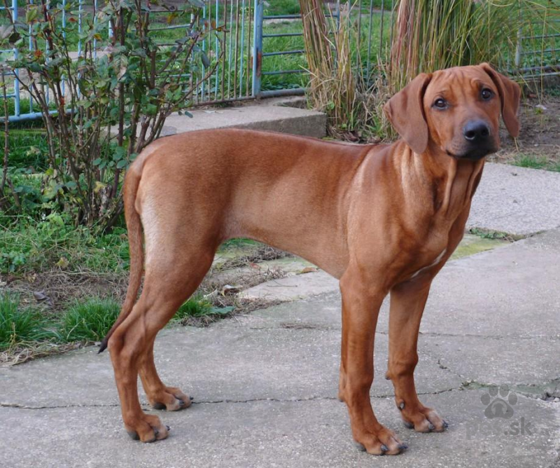 Šteniatko Rhodesian Ridgeback s PP - Predám psa RODÉZSKY RIDGEBACK | Pes.sk