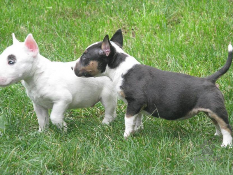 Mini štěňátka bulteriér Pro prodej - Predám psa MINIATÚRNY BULTERIÉR ...