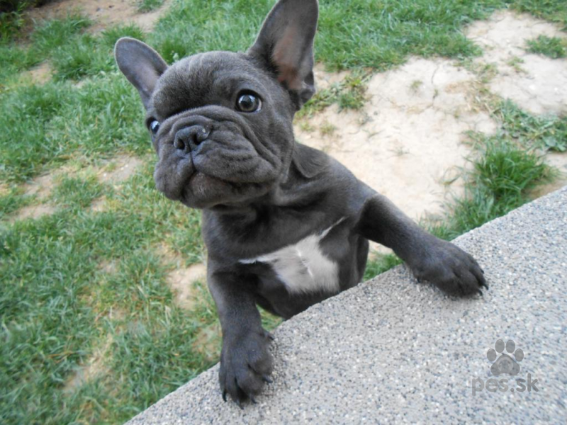 Francuzsky buldocek modry - Predám psa FRANCÚZSKY BULDOČEK | Pes.sk