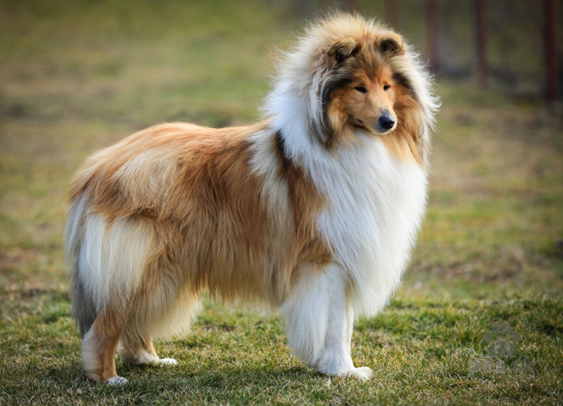 Kólia dlhosrstá - záznam na šteniatka - Predám psa KÓLIA DLHOSRSTÁ | Pes.sk