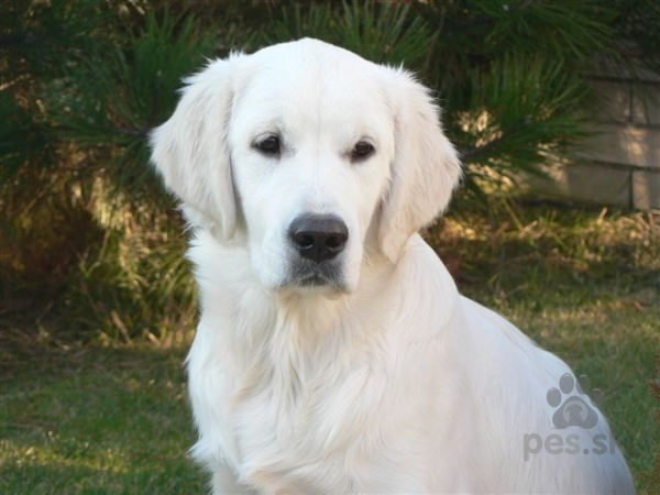Darujeme psíka zlatý retriever - Darujem psa ZLATÝ RETRÍVER | Pes.sk