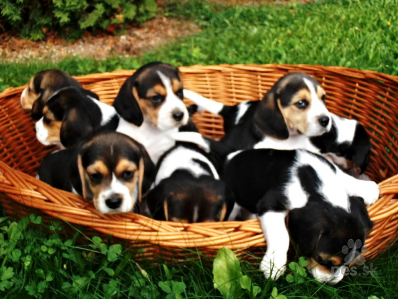 Šteniatka bígla - Predám psa BÍGL | Pes.sk