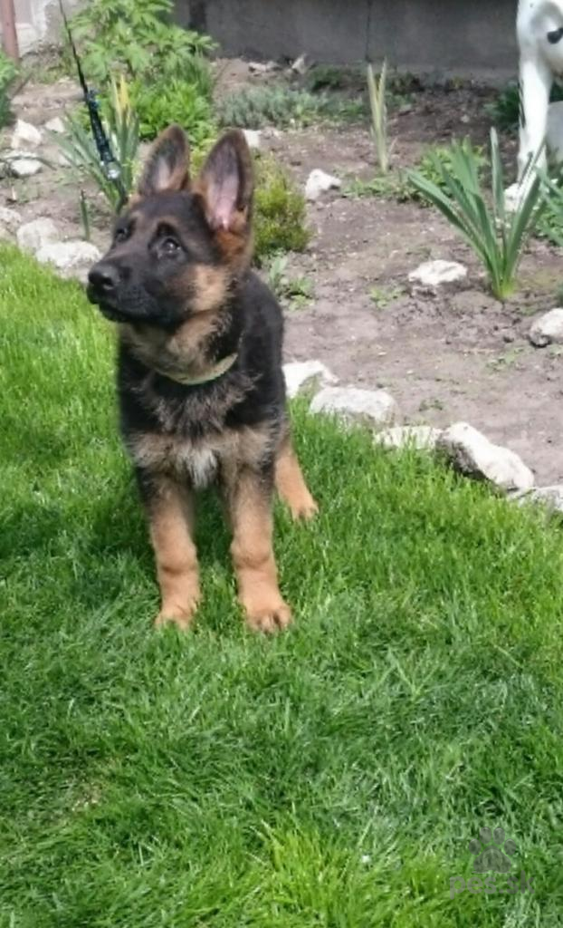 nemecky ovciak stena - Predám psa NEMECKÝ OVČIAK | Pes.sk