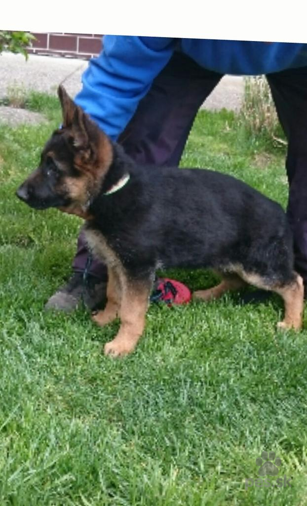 nemecky ovciak stena - Predám psa NEMECKÝ OVČIAK | Pes.sk