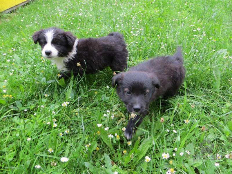 Šteniatka Border kolia - Predám psa BORDER KÓLIA | Pes.sk