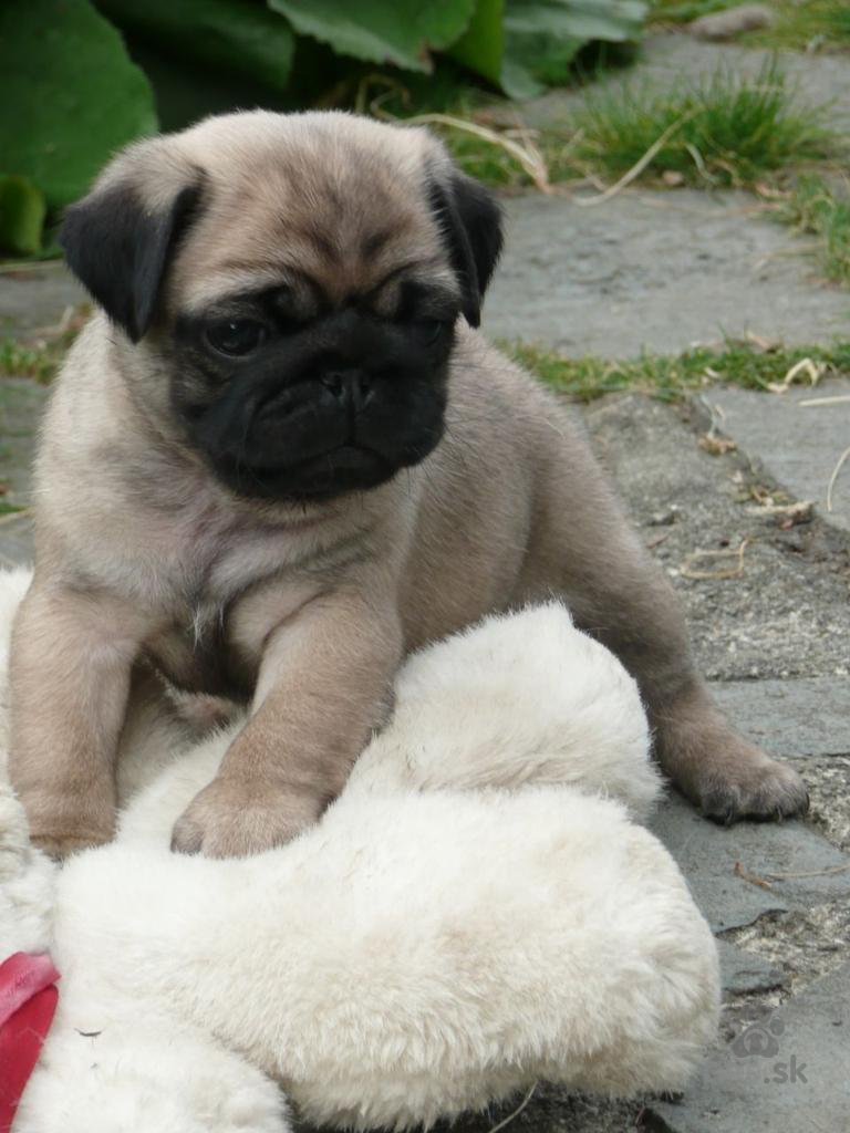 Rozkošný , Čistokrvní Mops šteňatá - Predám psa MOPS | Pes.sk